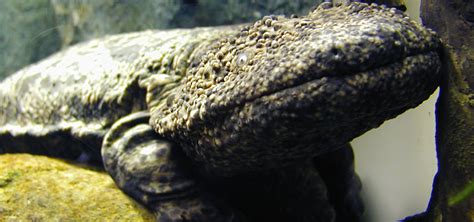 オオサンショウウオ｜生き物紹介｜アクアマリンふくしま