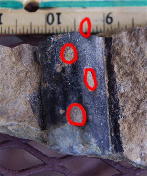 Holes In Cephalopod Fossil Id The Fossil Forum