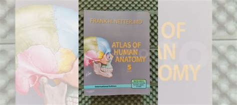 Атлас анатомии Френк Неттер купить в Санкт Петербурге Авито