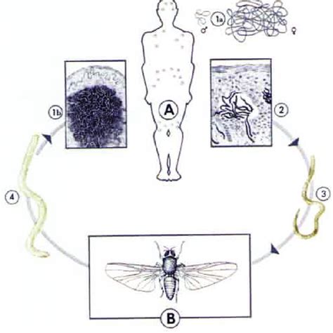 Summary Of The Fly Dissection At The Catching Points During The Study