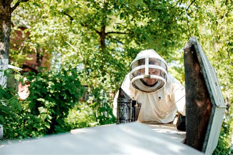 보호 복을 입은 양봉가가 꿀벌의 꿀 프레임을 브러시로 흔든다 꿀 펌핑 양봉 양봉가 벌집에 대한 스톡 사진 및 기타 이미지 벌집 곤충 깨끗한 Istock