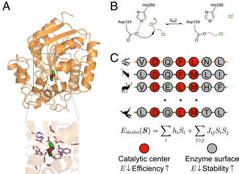 Enhancing Computational Enzyme Design By A Maximum Entropy Strategy Pnas