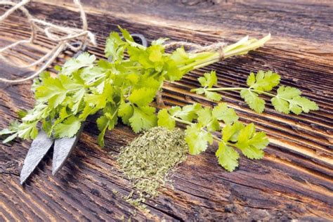 Descubre Las Propiedades Del Culantro El Men