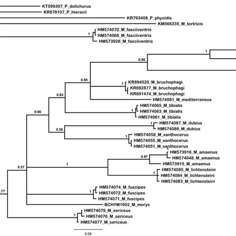 Bayesian Inference Bi Tree Of The Species Of Mesopolobus Westwood