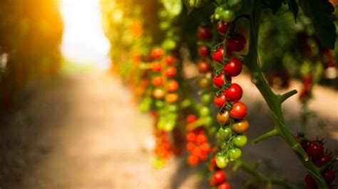 Insect Netting The Ultimate Guide To Greenhouse Insect Net