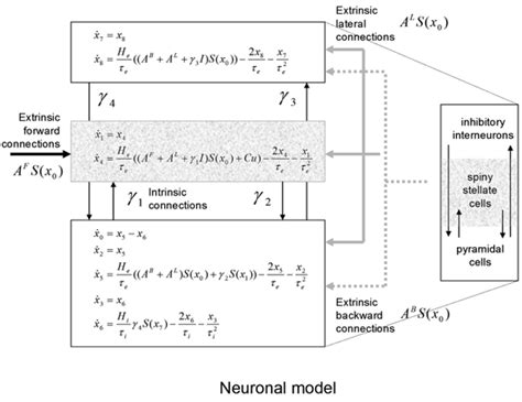 Dcm Conductance Based Models And Clinical Applications Neupsy Key