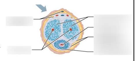 Bio 121 Lab Quiz 3 Diagram Quizlet