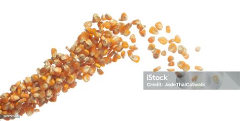 옥수수 말린 씨앗 곡물이 공중에서 날아갑니다 노란색 황금 옥수수 씨앗이 흩어지고 폭발이 선 그룹을 형성하여 모양으로 떠 있습니다 흰색 배경 격리 동결 모션 고속 셔터 개체