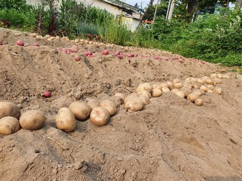 감자 수확시기심는시기 꽃따기 감자잎 추비 웃거름 주며 키우기 네이버 블로그 감자 수확시기심는시기 꽃따기 감자잎 추비 웃거름 주며 키우기 네이버 블로그