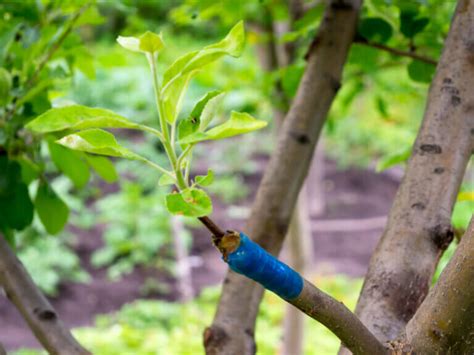 How To Treat Fruit Trees Organically When To Spray For Disease Melissa K Norris