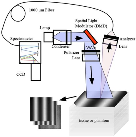 Sfds Device And Tissue Phantom Broadband Optical Illumination λ ¼ 450 Download Scientific