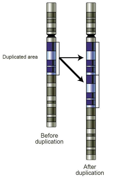 184d Gene Duplications And Divergence Biology Libretexts