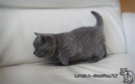 Курдюк у британских кошек 63 фото