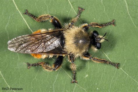 Robber Fly Larvae Diet