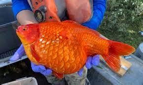 Fish Disease Detection Object Detection Model By IOT