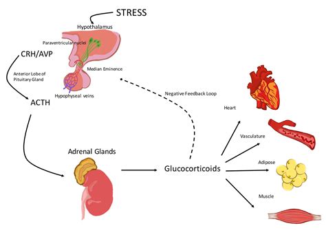 Hypothalamic Pituitary Axis