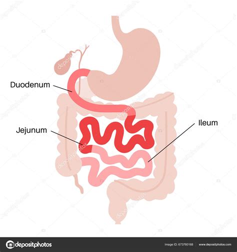 Small Intestine Anatomical Poster Duodenum Jejunum Ileum Human Body