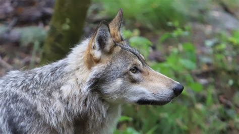 Sex Vargrevir Kartlagda I Sörmland Jakt And Jägare