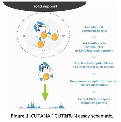 Epicyphers Optimized Cutana™ Cutandrun Protocol For Transcription