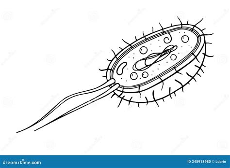 Diplococci Structure Bacteria Diplococcus Infographics Vector
