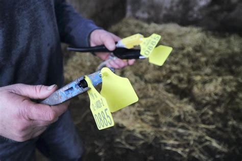 How To Tag Calves Safely 14 December 2016 Premium