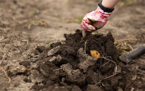 Premium Photo Dig Potatoes In The Garden Under A Shovel Gardening