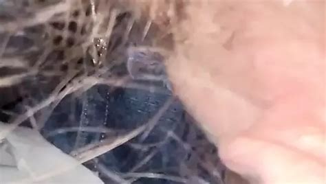 Free Road Head Porn Videos 3 Xhamster