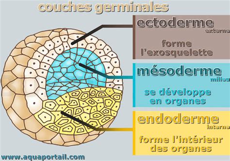 Mésoderme Définition Et Explications