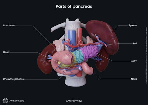 Pancreas Anatomy Model 3d Render Pancreas Illustration 54718025 Png