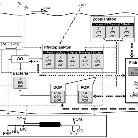 Conceptual Diagram Of Computational Aquatic Ecosystem Dynamics Model