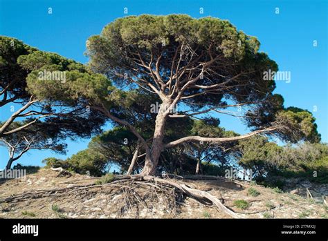Stone Pine Pinus Pinea Is An Evergreen Tree Native To Iberian