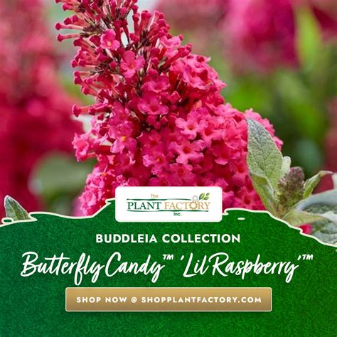 The Lil Raspberry Butterfly Bush Shop Plant Factory