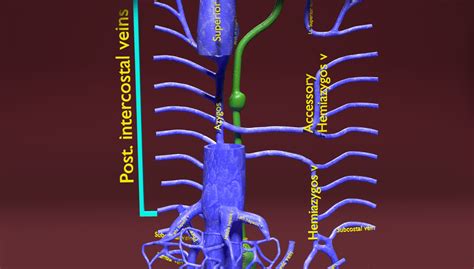 Venous System Thorax Abdominal Vein Labelled 3d Model Superhive Formerly Blender Market