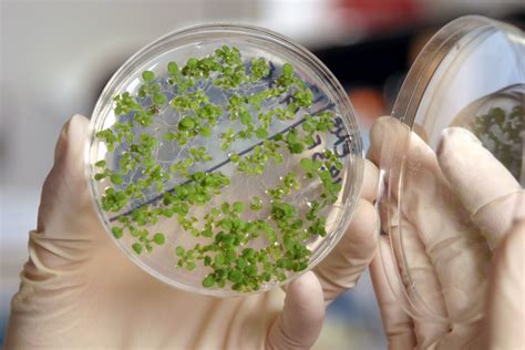 Services — Performance Plants Website