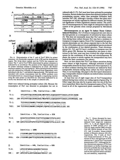 Retrotransposons Of Rice Involved In Mutations Induced By Tissue