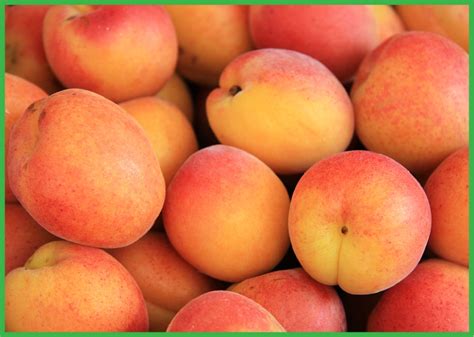 გარგარი სასარგებლო თვისებები და უკუჩვენებები Gemrielia Ge