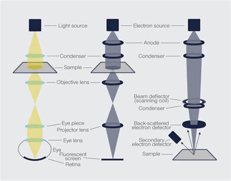 Where The Tiny Becomes Mighty Light Vs Electron Microscopy Abberior Rocks