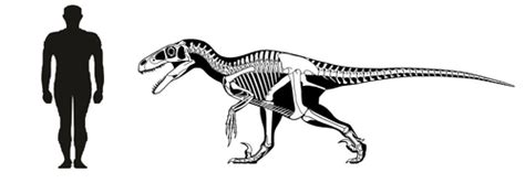 Utahraptor Size Comparison