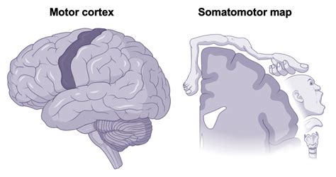 Use It Or Lose It A Look At Cortical Mapping Remapping And