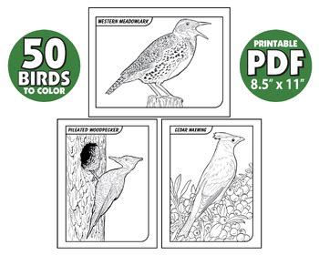Birds Of Oregon Activity Pages Pdf 50 Activities 50 Bird Id Coloring Pages
