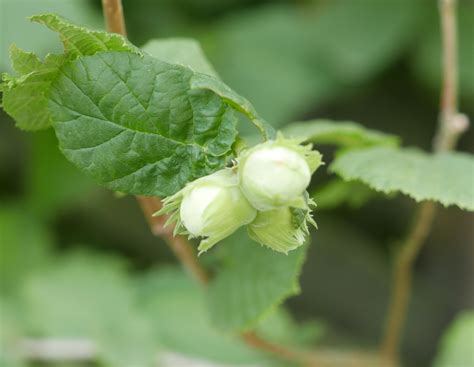 Hassel Lille Norske Leksikon