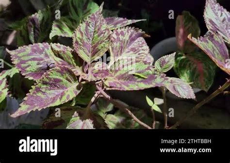 Coleus Leaf Pattern Stock Videos And Footage Hd And 4k Video Clips Alamy