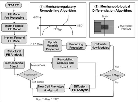 The Full Bone Remodelling Tissue Differentiation Algorithm Download