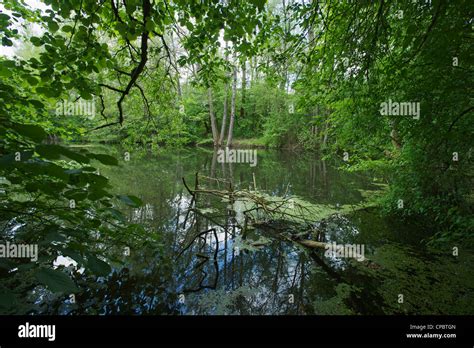 Pond With Trees Around It Stock Photo Alamy