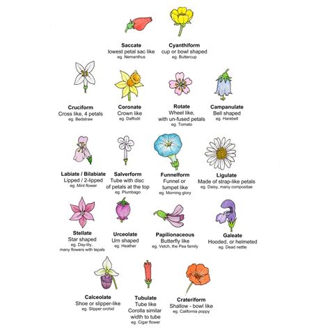 Flower Shapes Terminology Lizzie Harper
