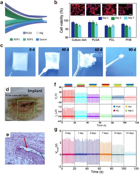 A Schematic Diagram Of A Biodegradable Energy Harvester B