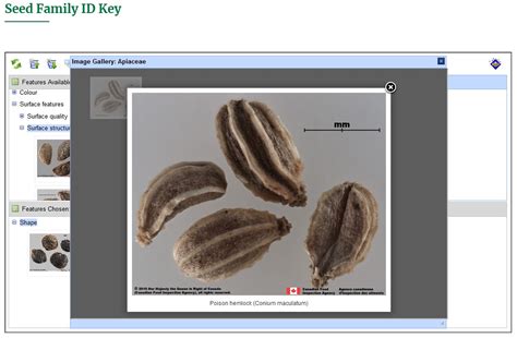Seed Identification Guide Key Search