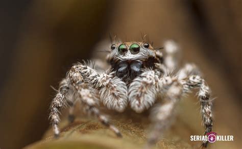 Deadliest Spider In The World Exploring The Venomous Arachnids That Pose A Threat Serial Pest