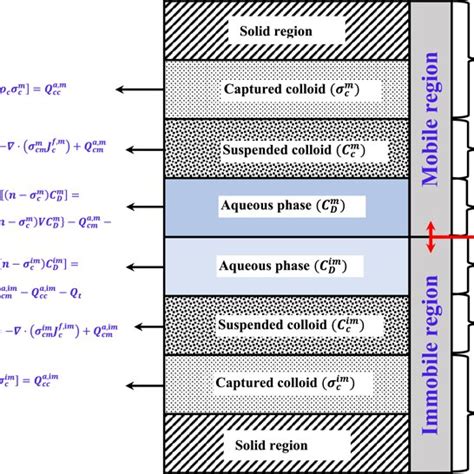Schematic Diagram Of The Two‐region Mobile‐immobile Model For Download Scientific Diagram