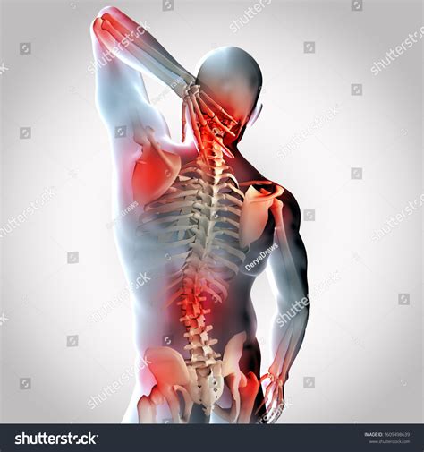 D Render Male Medical Figure Joints Stock Illustration Shutterstock